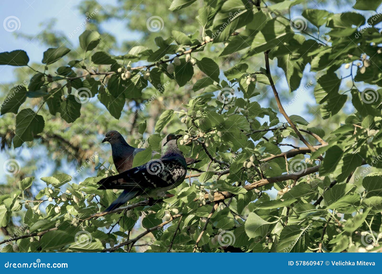 Two Pigeon at Branch Feed Fresh Mulberry Stock Image - Image of green ...