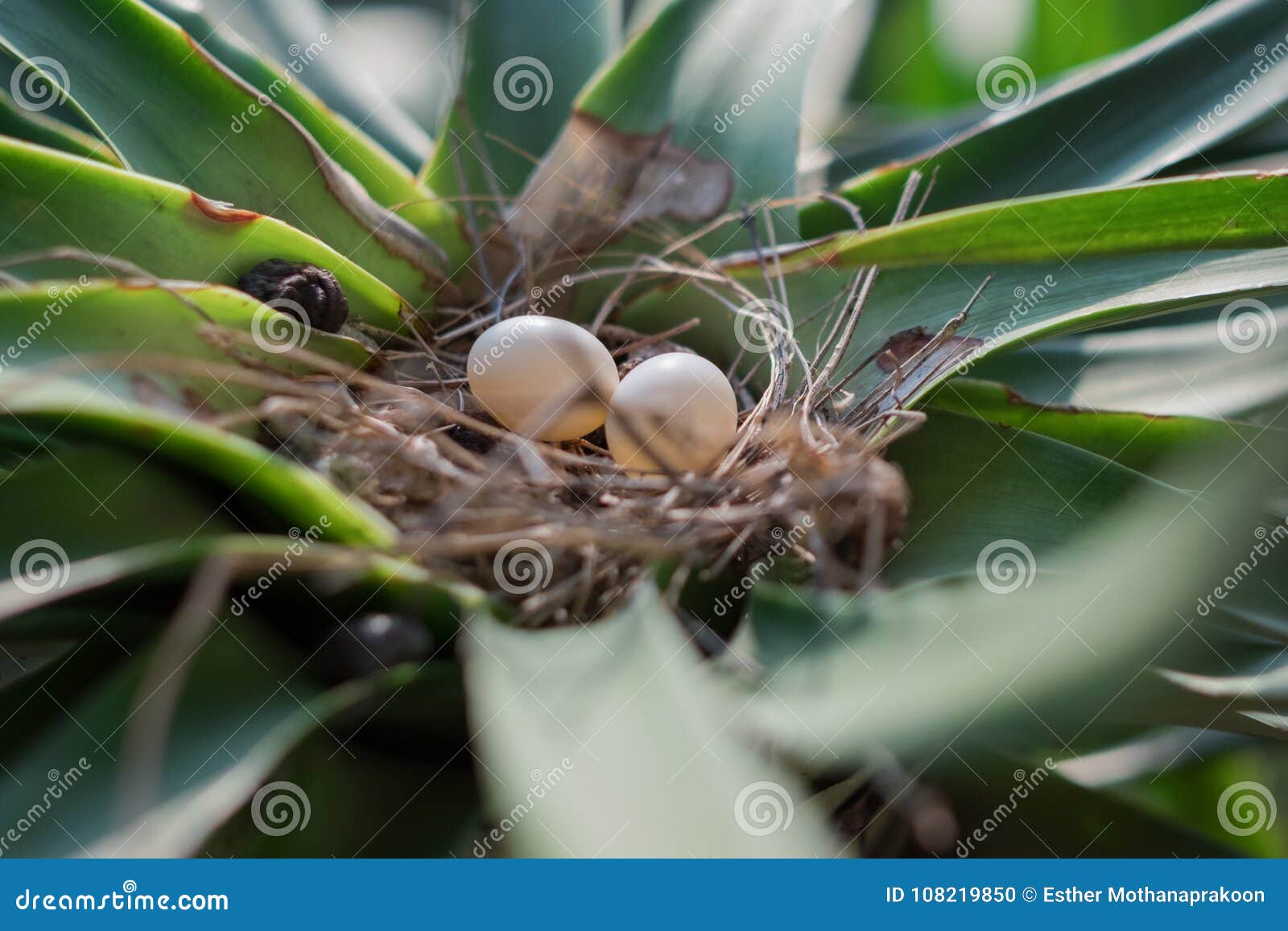 Two Pigeon Eggs in the Small Nest Stock Photo - Image of hatch ...
