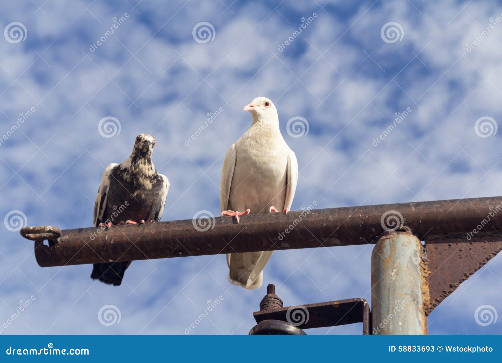Two Pigeon Perch on a Rack with Clear Blue Sky Stock Image - Image of ...