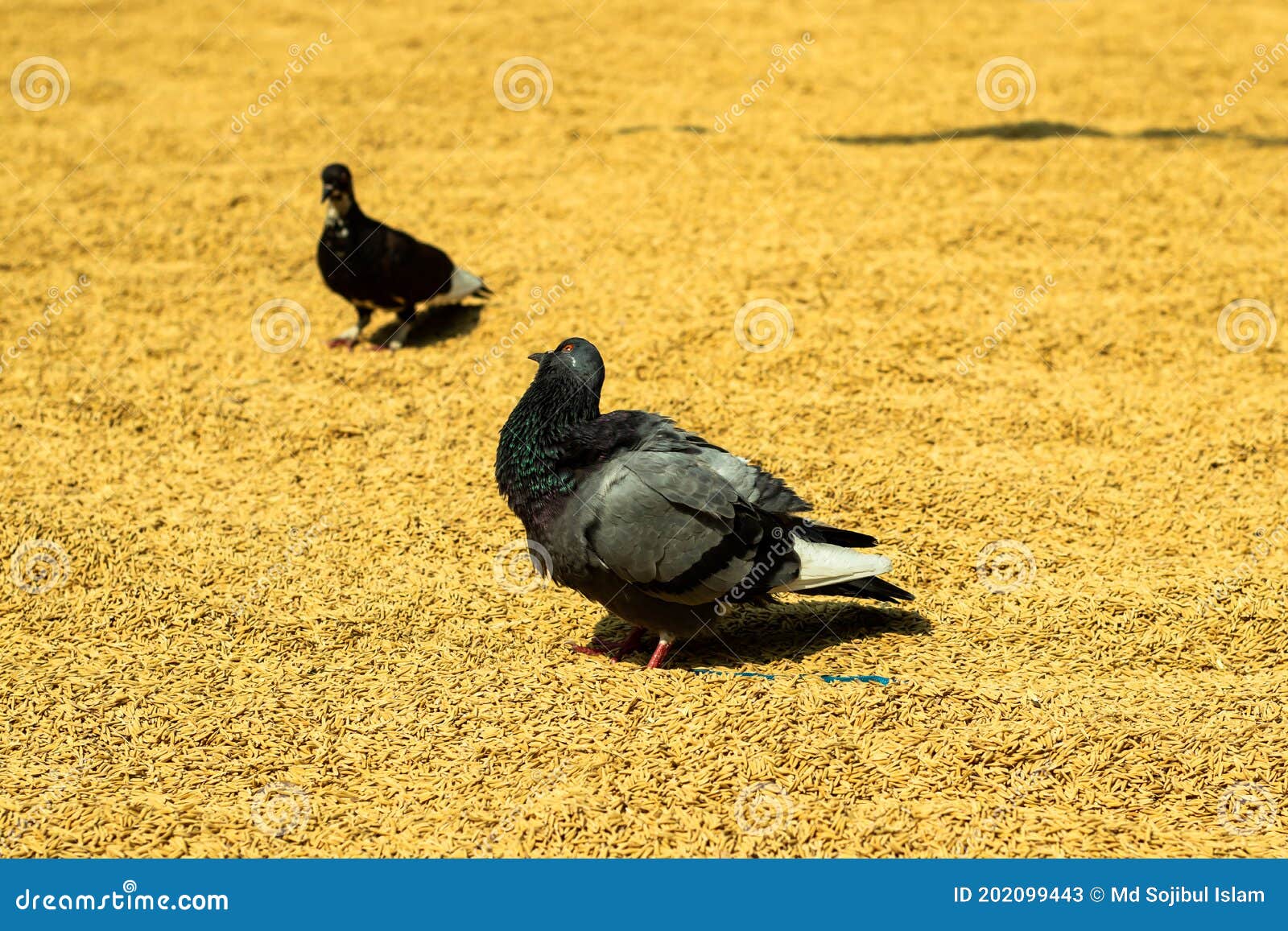 Two Pigeon Stand on Rice and Eating Rice and Looking Stock Image ...