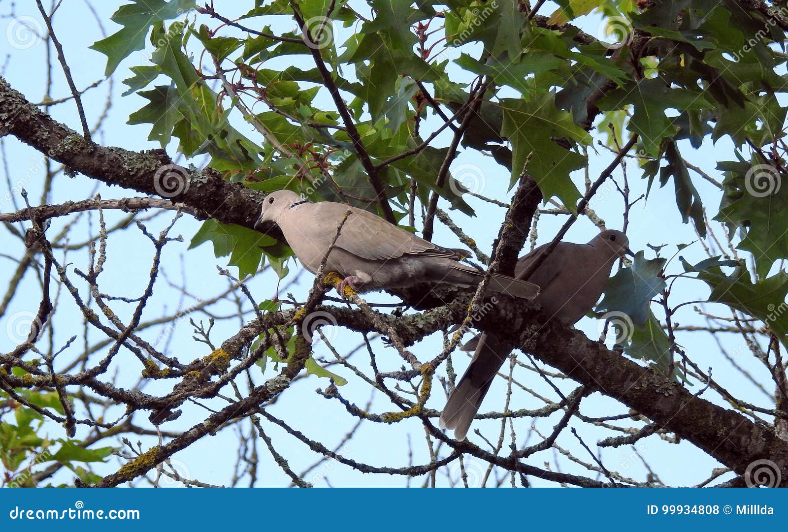Two pigeon in tree stock photo. Image of animao, beautiful - 99934808
