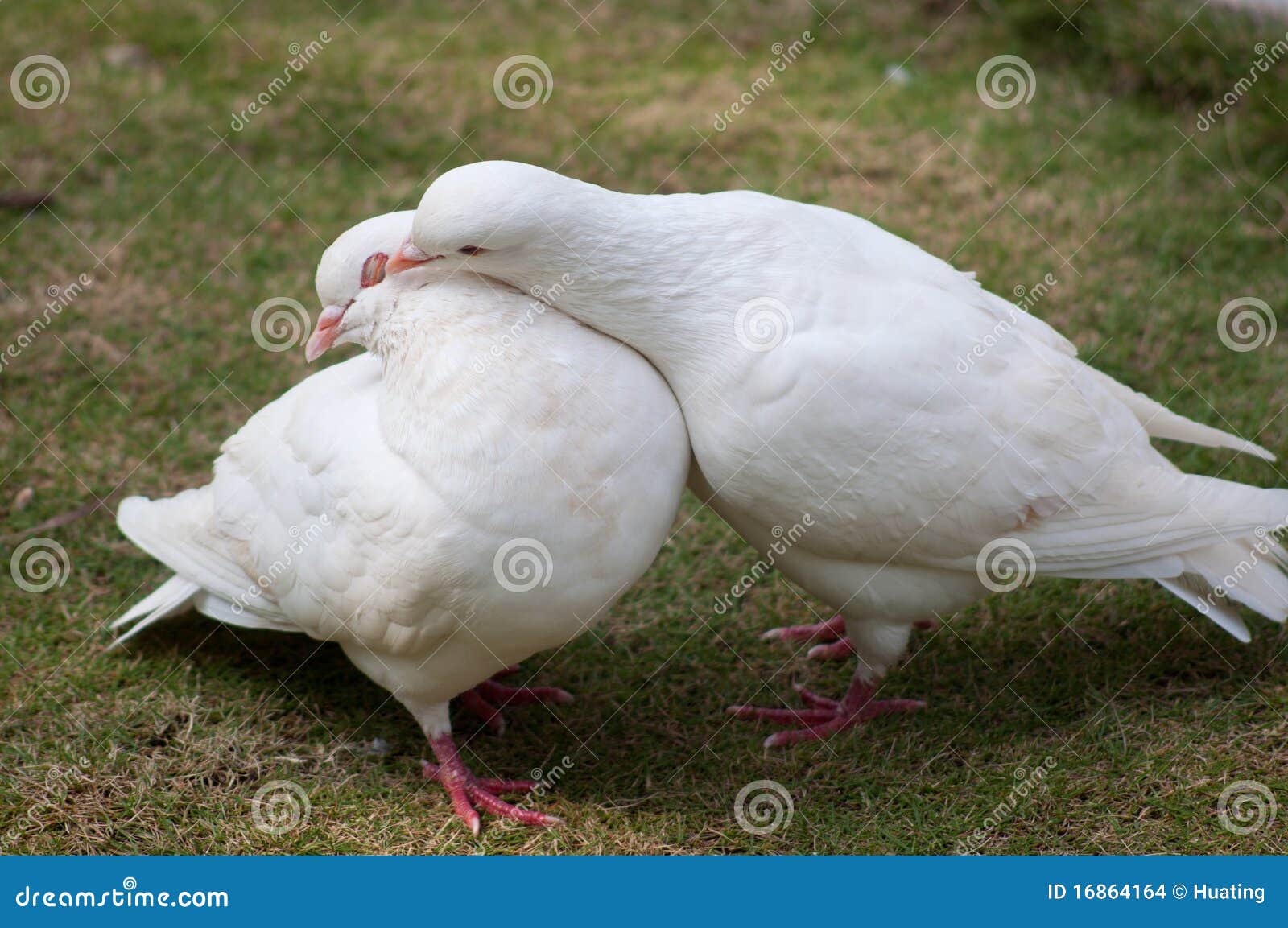 Two pigeons stock photo. Image of animal, white, pair - 16864164