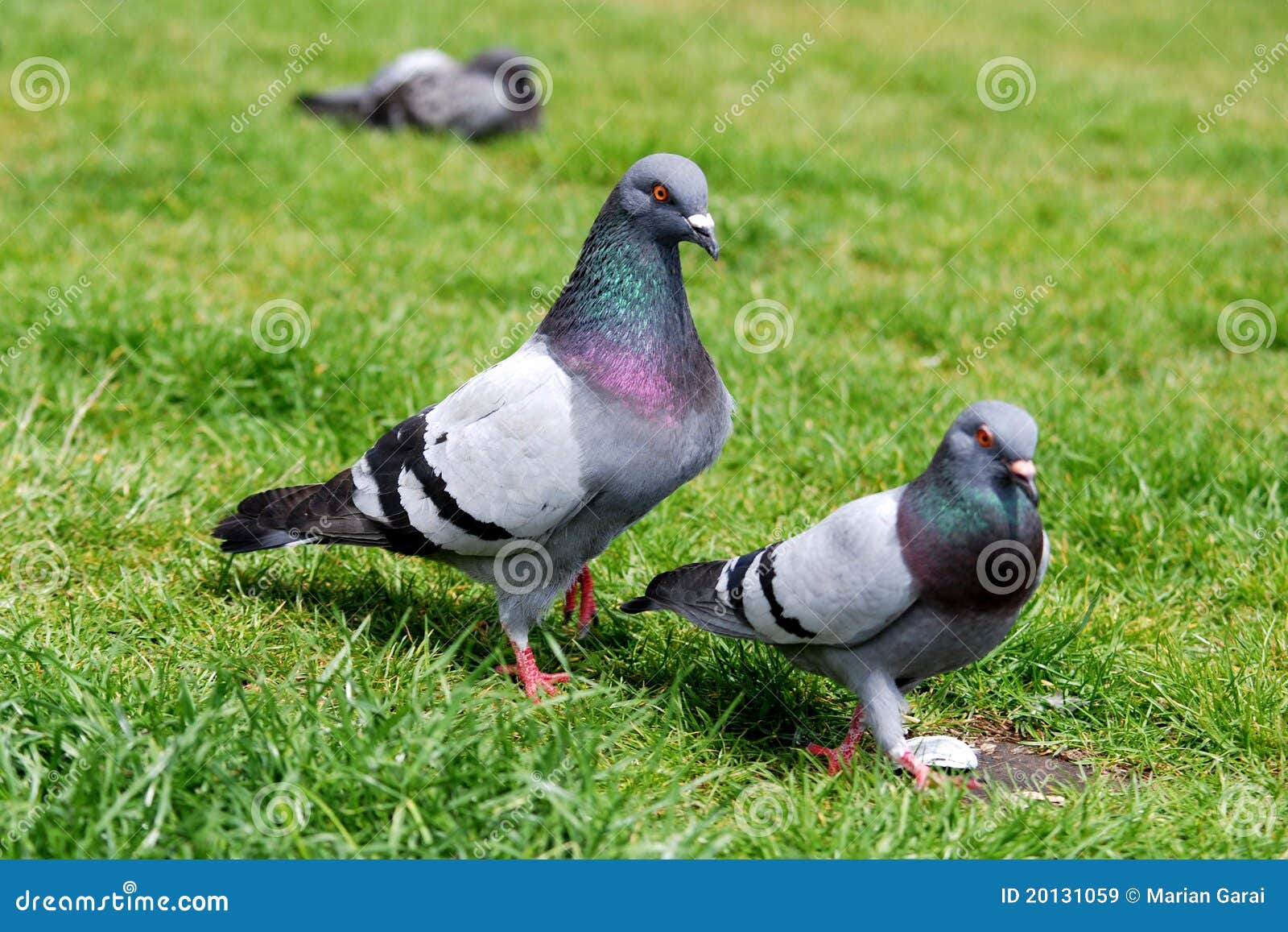 Two pigeons stock image. Image of space, beak, blurred - 20131059