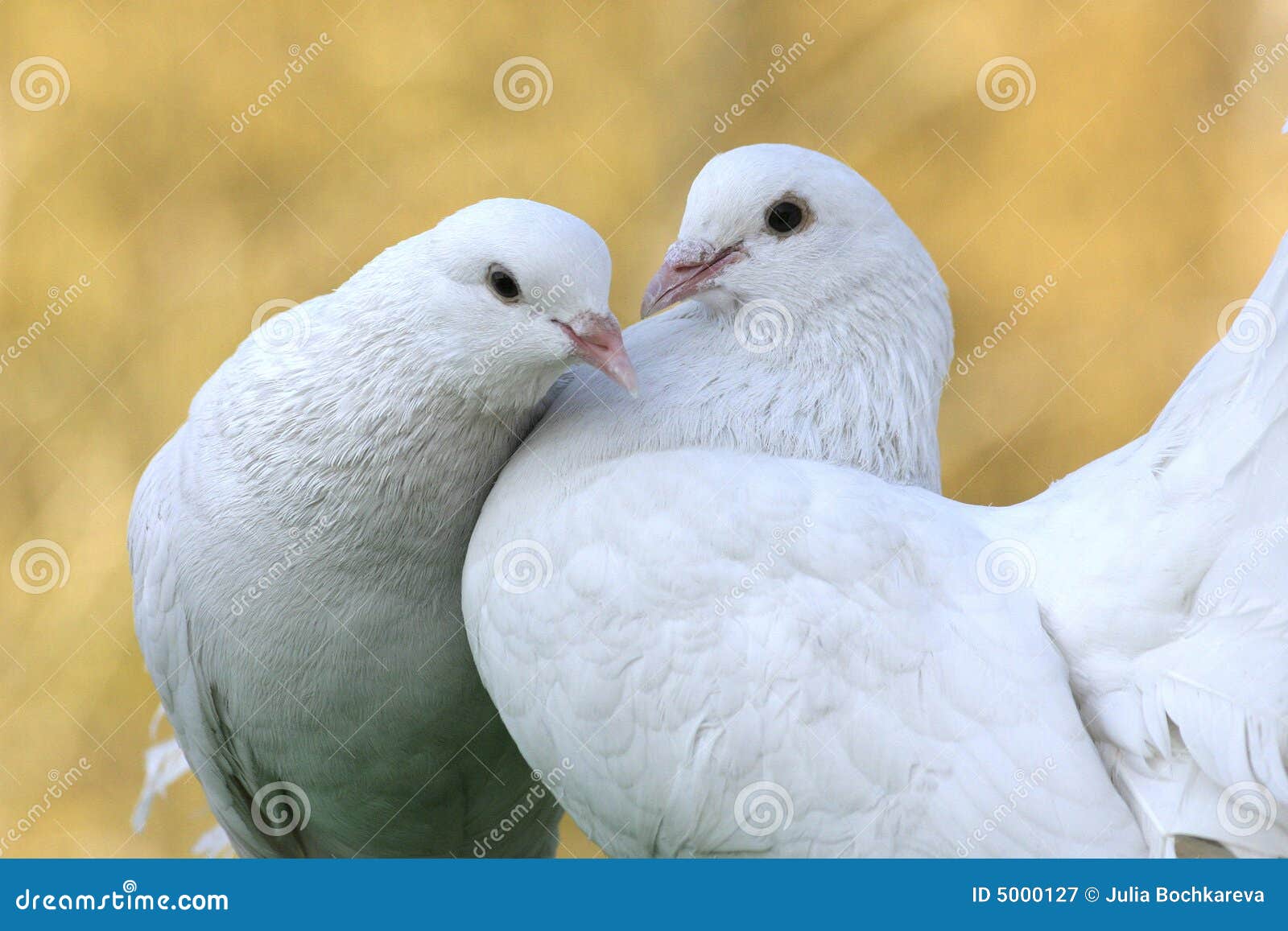 Two pigeons stock image. Image of close, kiss, beak, pigeon - 5000127