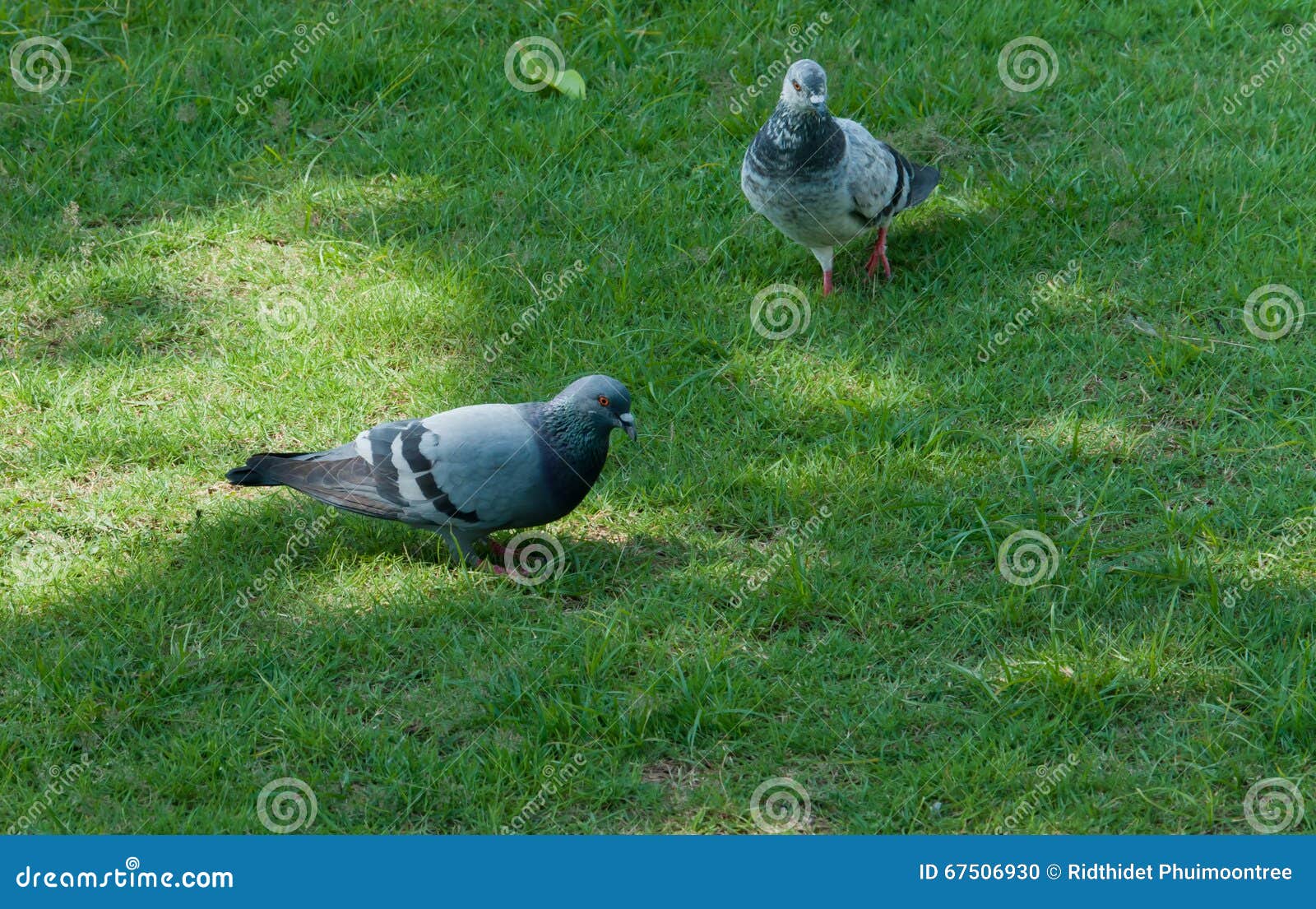 Two pigeons bird in park. stock photo. Image of wing - 67506930