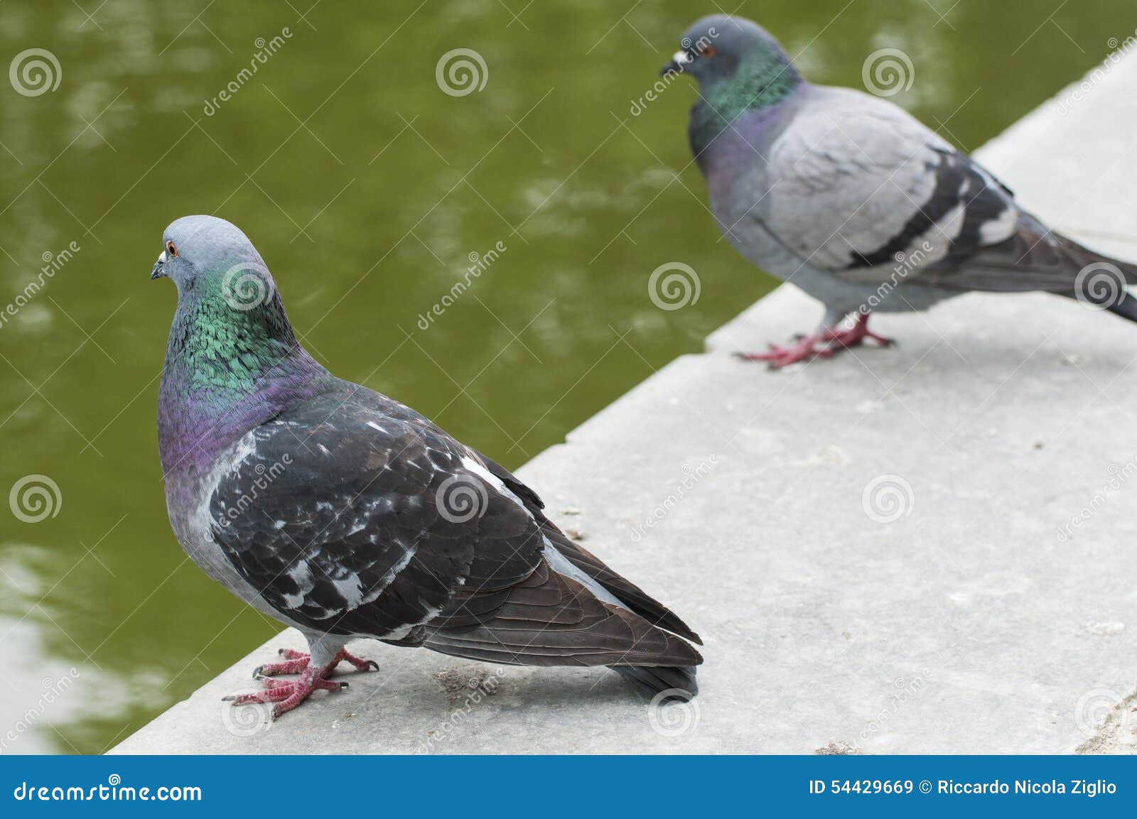 Two pigeons stock image. Image of beak, nature, careful - 54429669