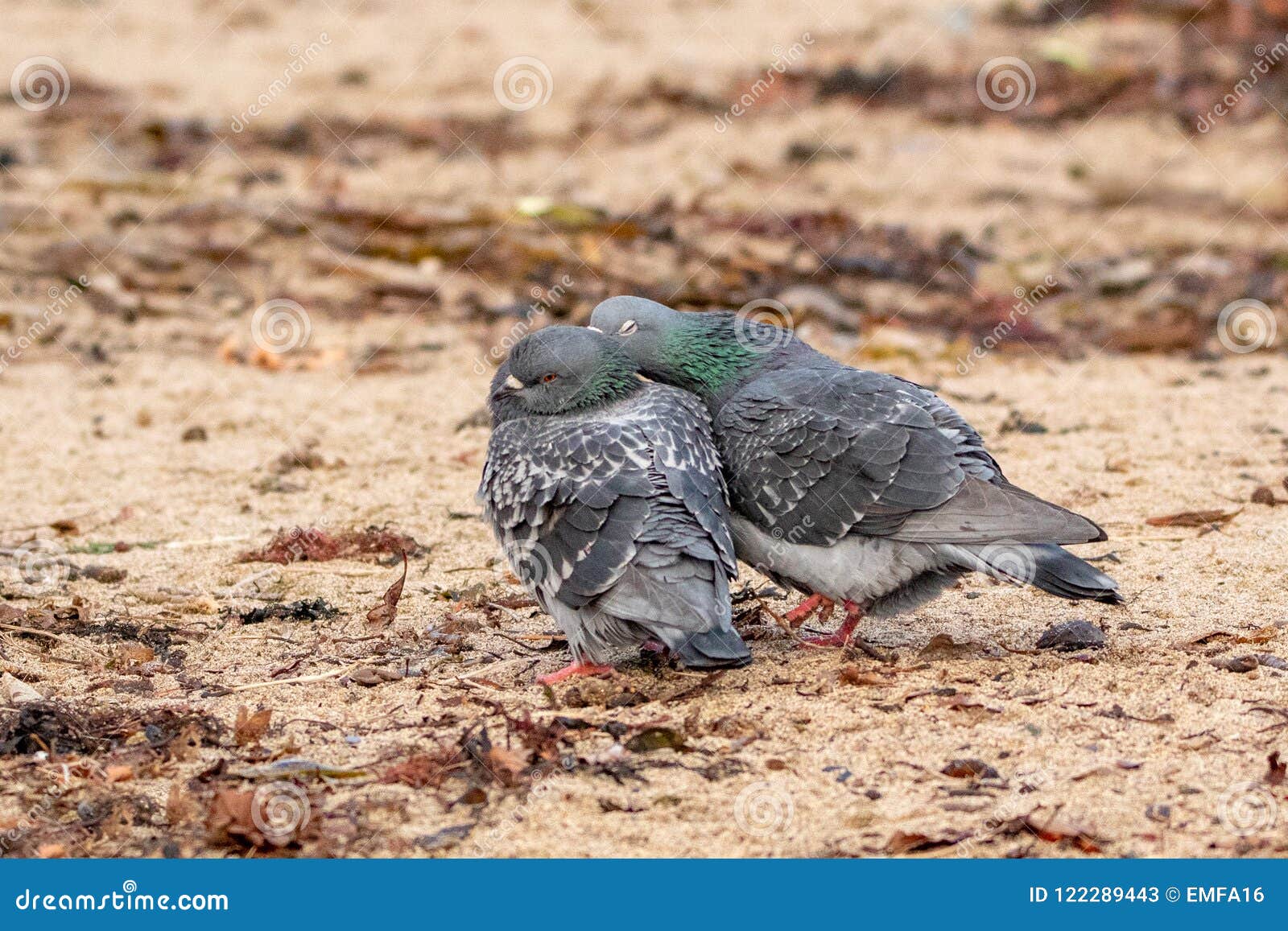 Two Pigeons Courting on the Beach Stock Image - Image of wildlife ...