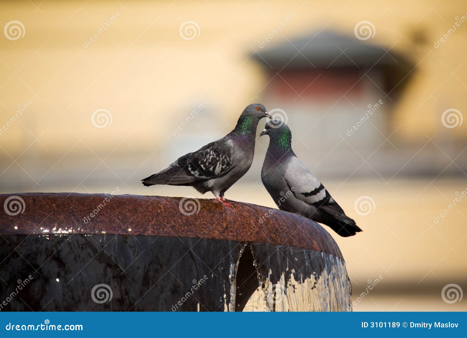Pigeons On The Fountain In The Central Square In Siena Town In Tuscany ...
