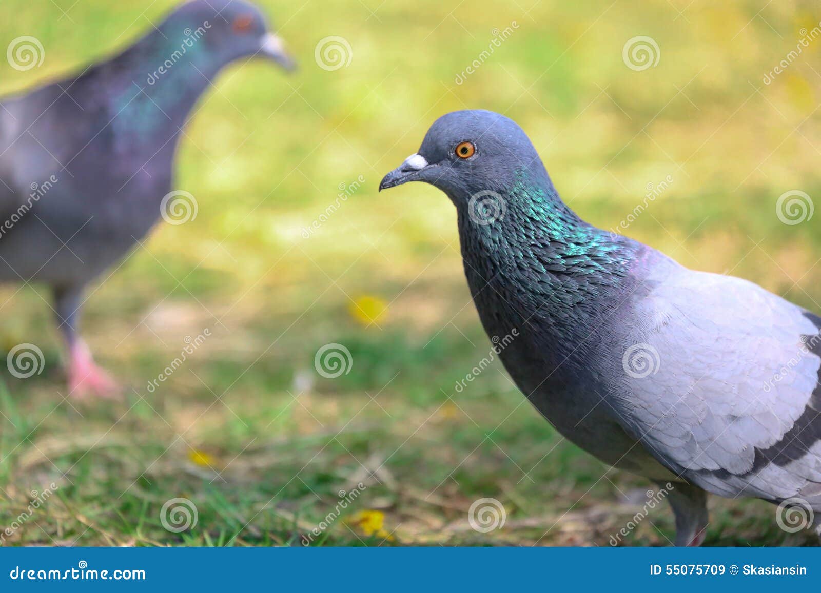 Two Pigeons are friend stock image. Image of grey, dove - 55075709