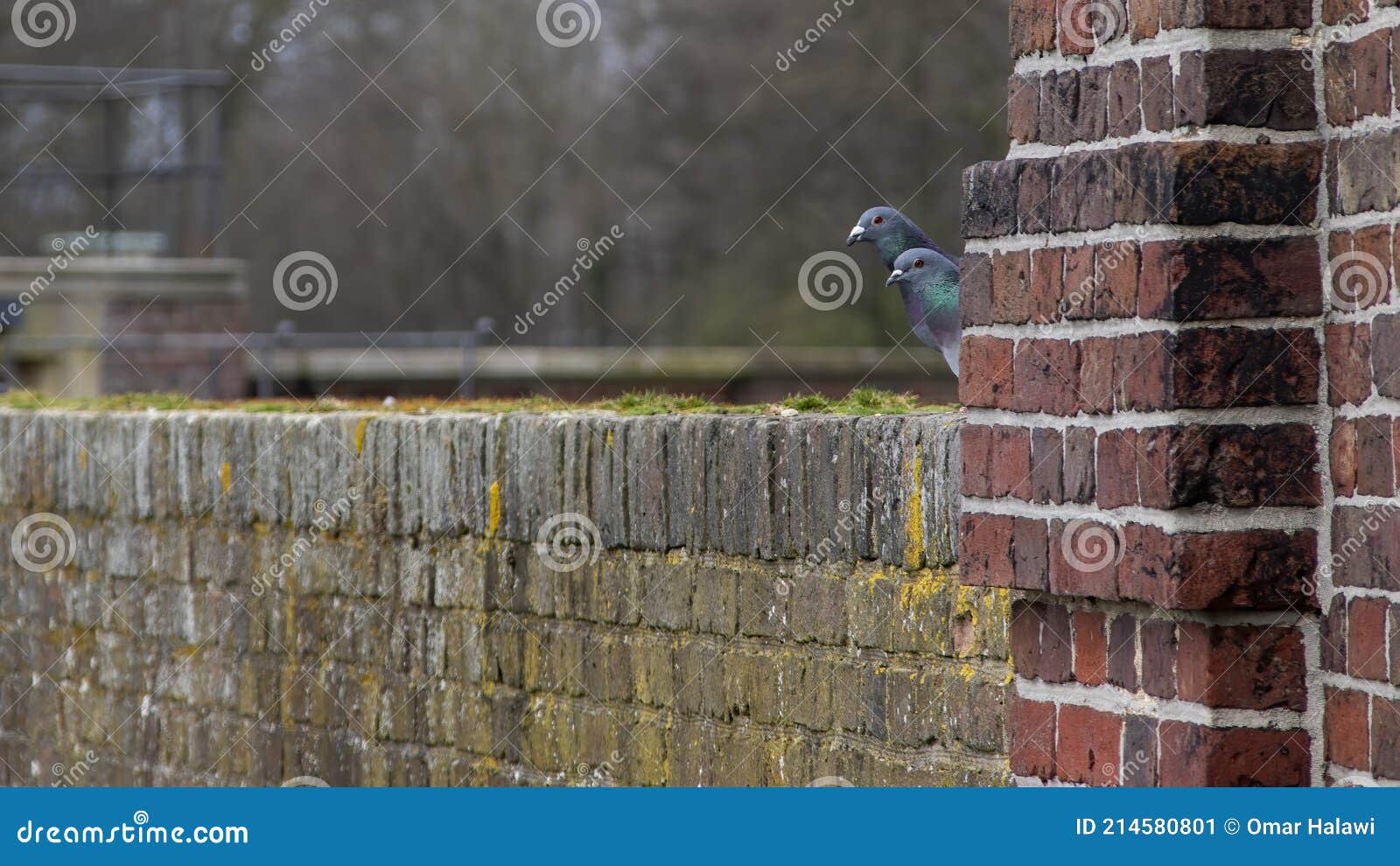 Two Pigeons Hiding Behind a Brick Wall Stock Image - Image of dove ...