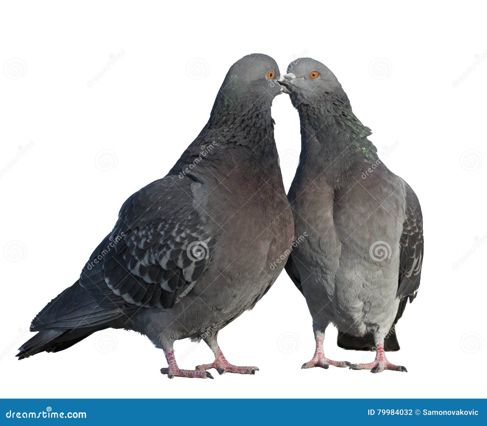 Two pigeons in love stock photo. Image of background - 79984032
