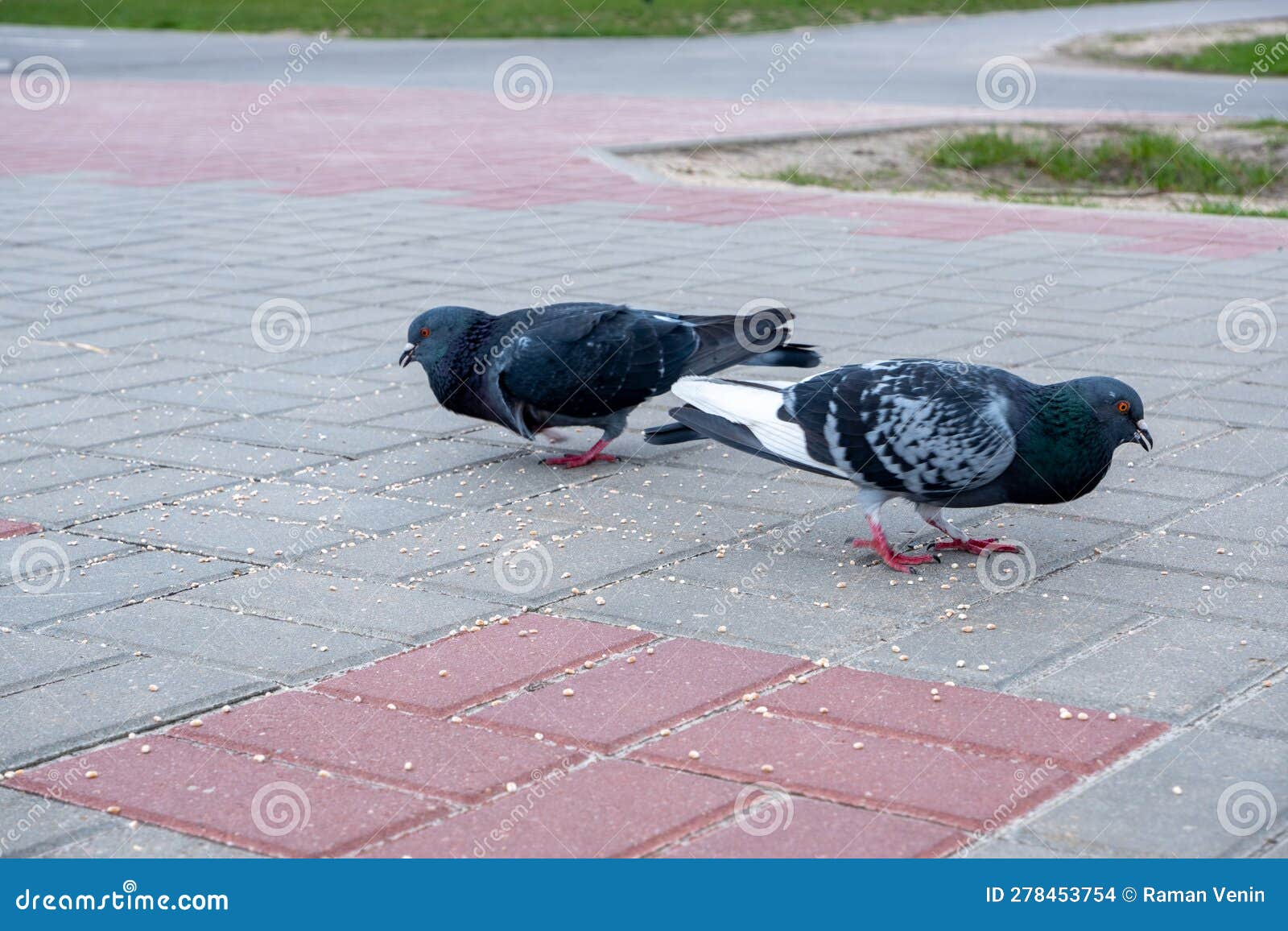 Two Pigeons are Pecking at Spilled Grain on the Sidewalk. Stock Photo ...