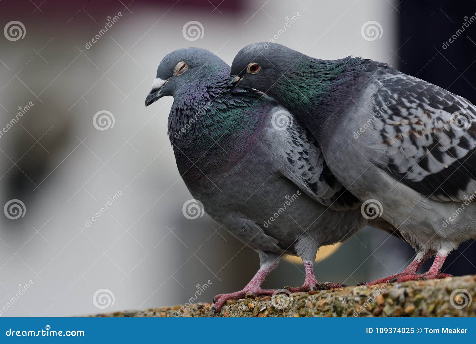Two Pigeons Preening Eachother Stock Image - Image of eachother ...