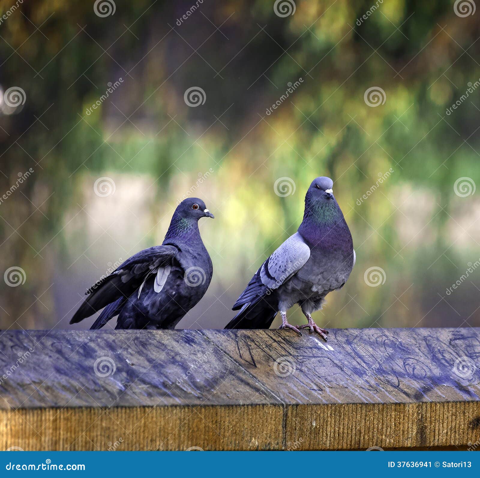 Two pigeons stock image. Image of dove, wildlife, pigeons - 37636941