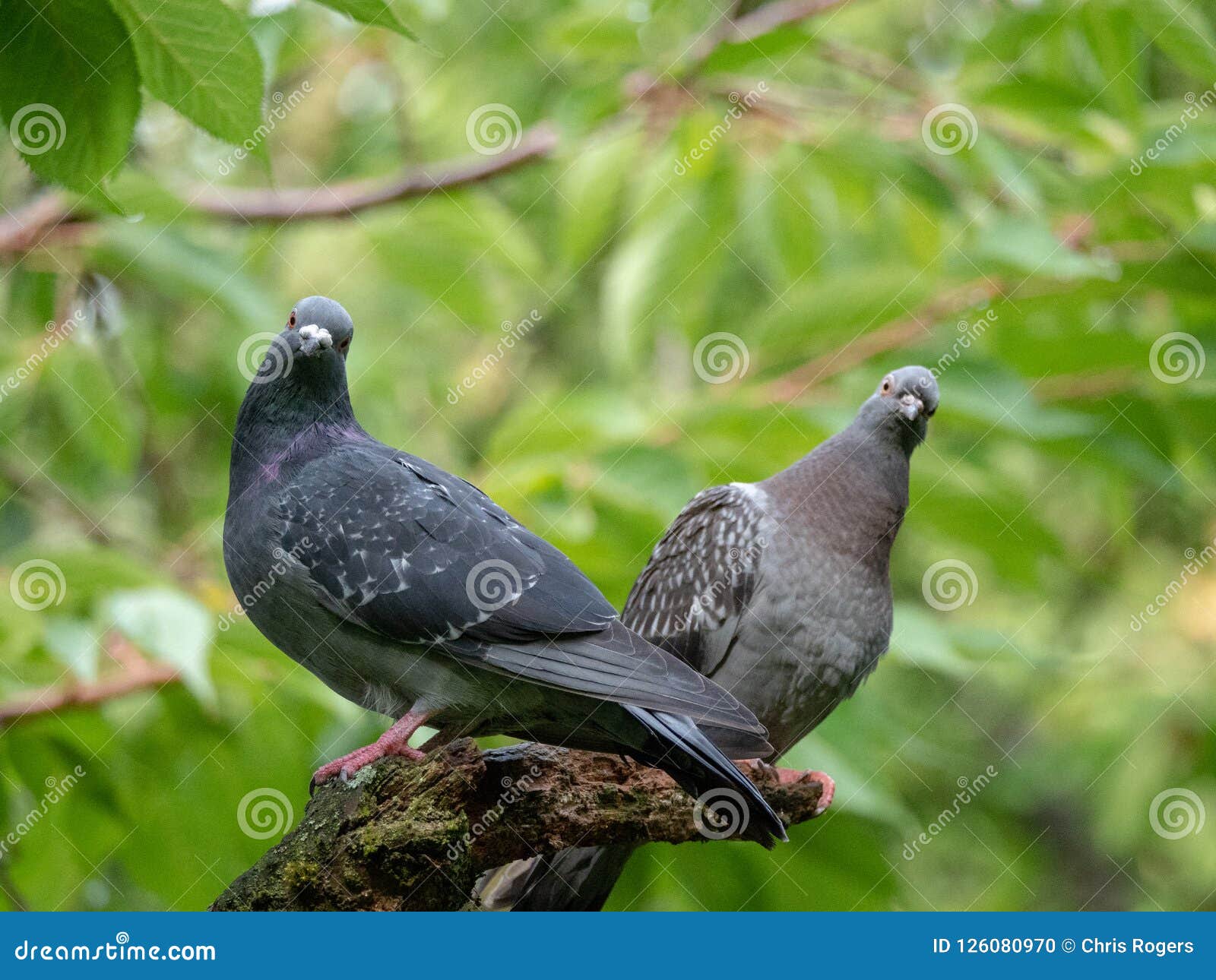 Two pigeons on a branch stock photo. Image of leaves - 126080970