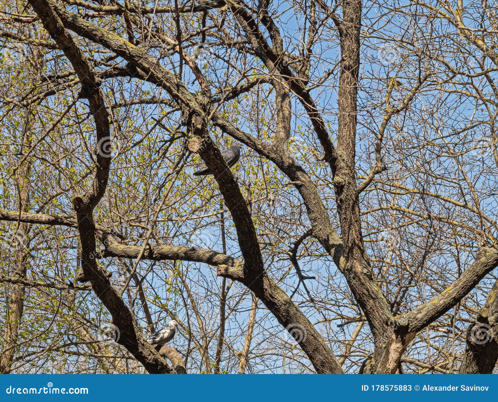 7,269 Dense Tree Branches Stock Photos - Free & Royalty-Free Stock ...