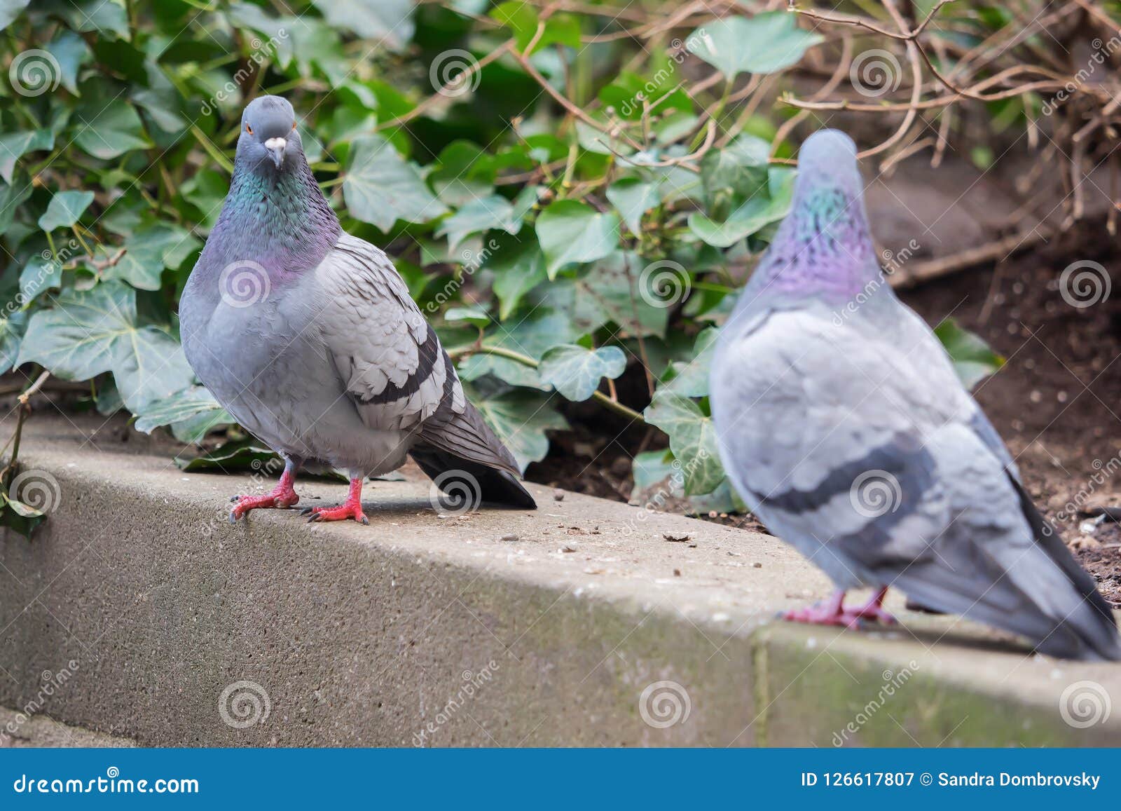 Two Pigeons are Sitting on a Stone Edge Stock Image - Image of park ...