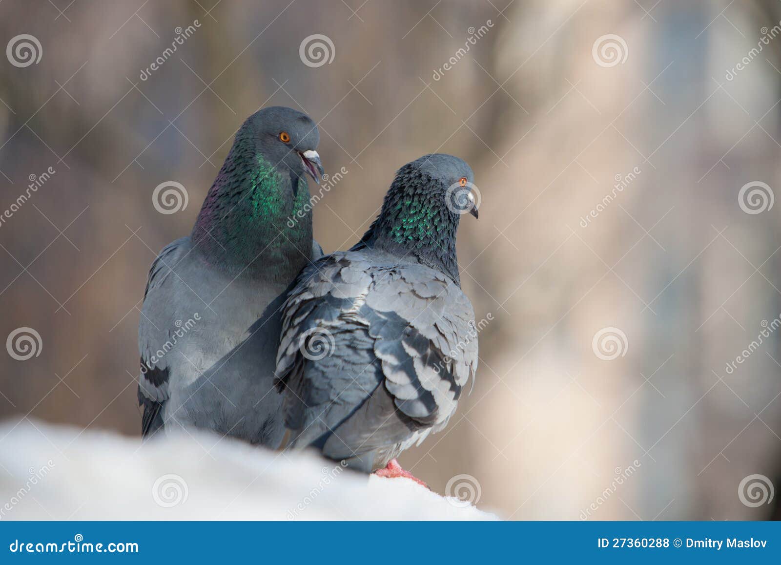 Pigeons In The Snow. Flock Of Pigeon In The City On Cold Winter Day ...