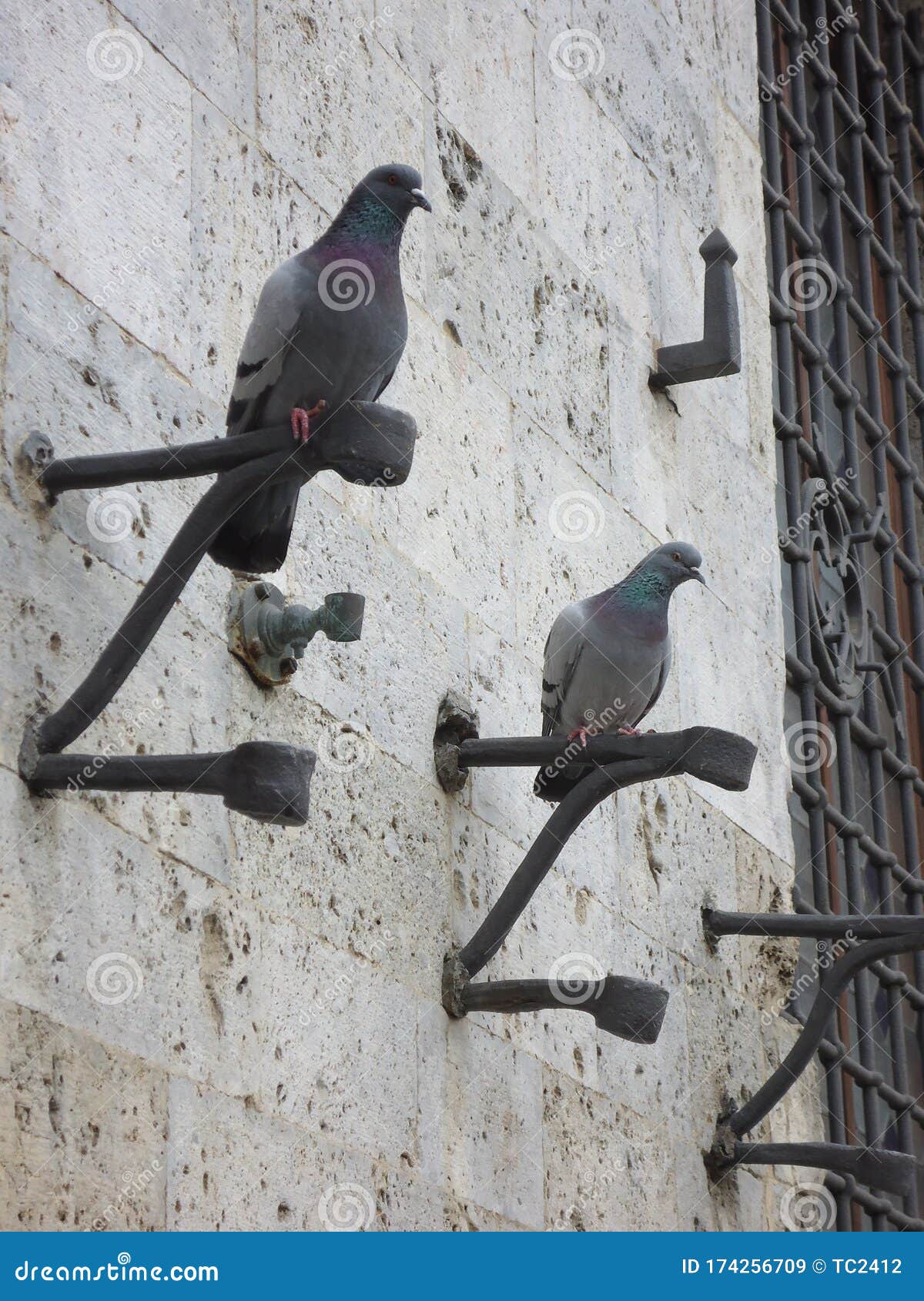 Two pigeons stock image. Image of facade, city, pigeons - 174256709