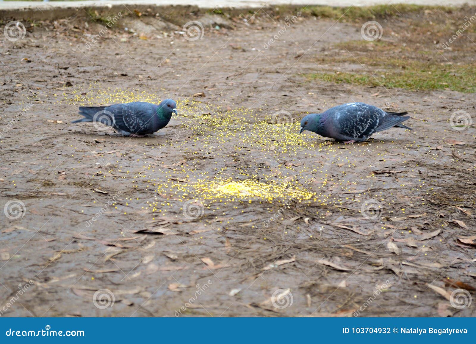 Two pigeons stock photo. Image of nature, outdoors, pecking - 103704932