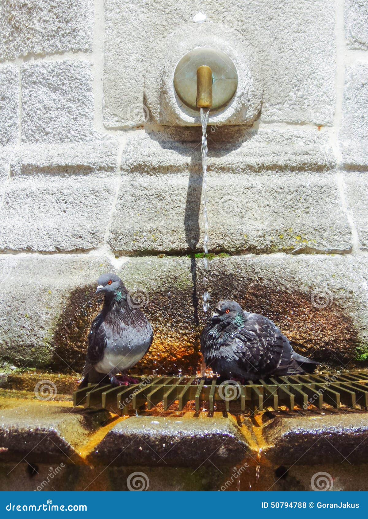 Two Pigeons on Water Fountain Stock Photo - Image of beige, feathers ...