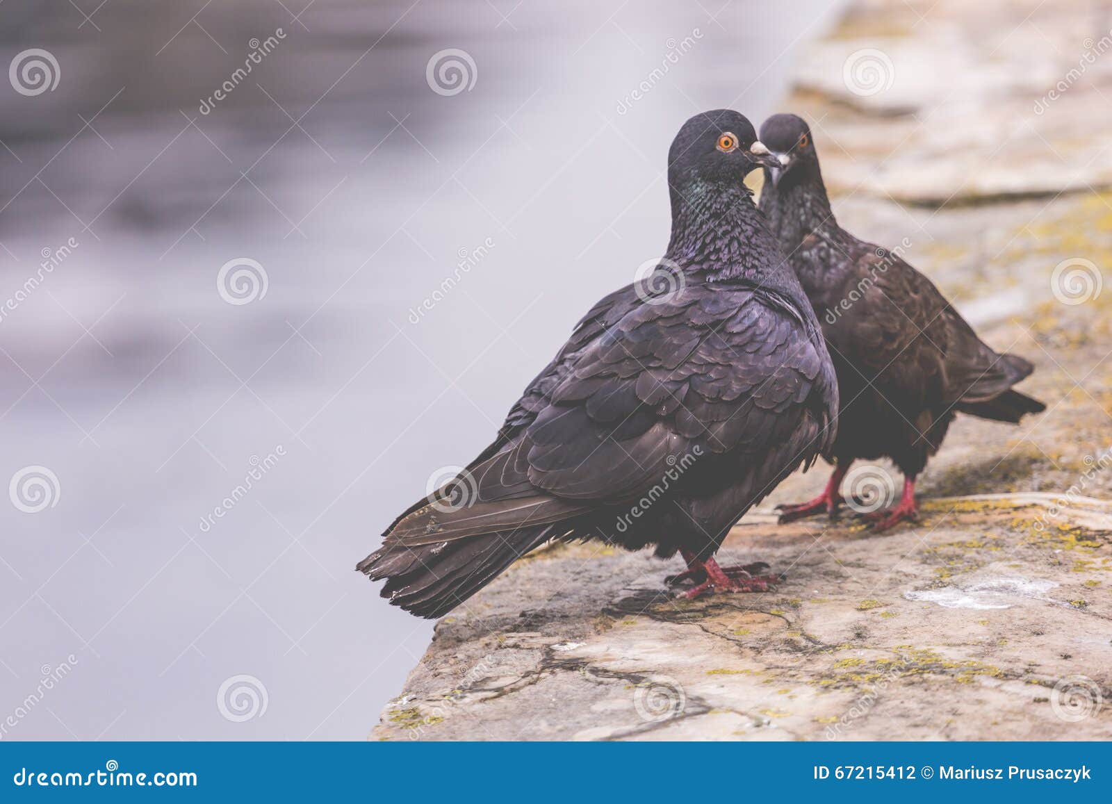 Two Pigeons on a Wood Post Show Affection Towards Each Other Stock ...