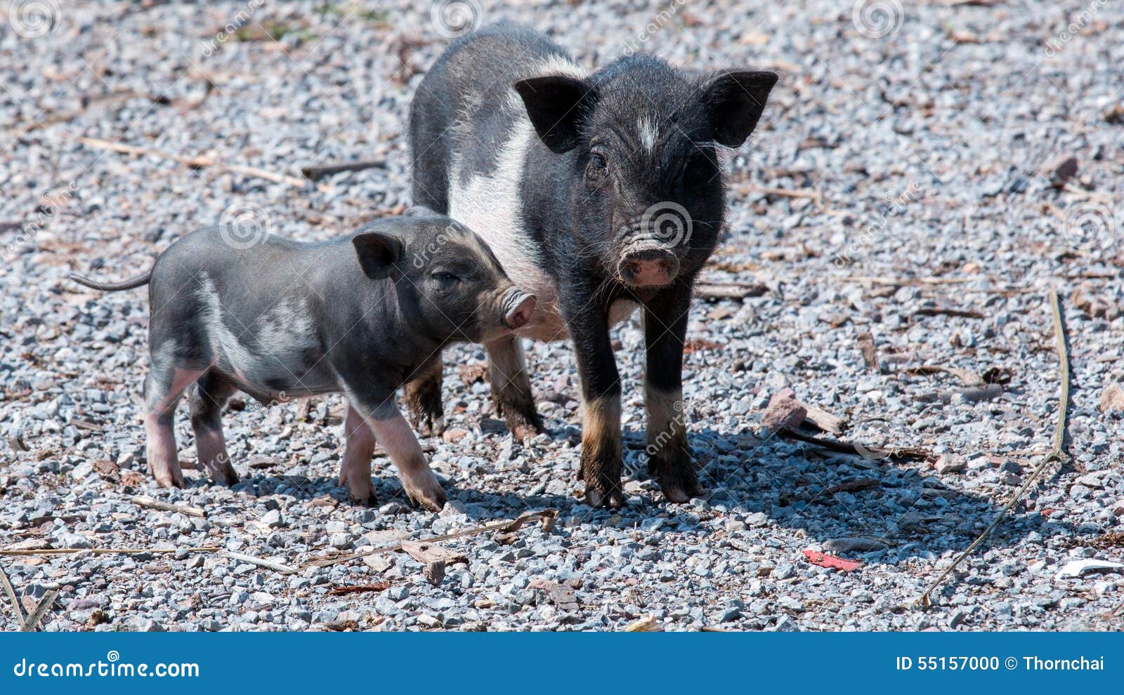 Two piglet stock photo. Image of animal, young, piglet - 55157000