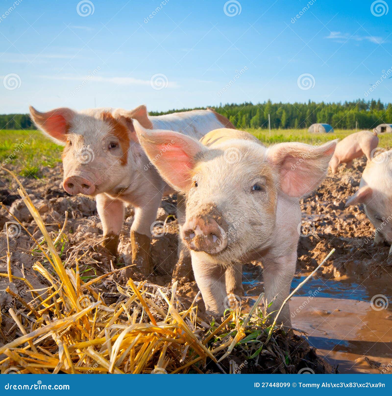 Two piglets stock image. Image of industrial, animal - 27448099