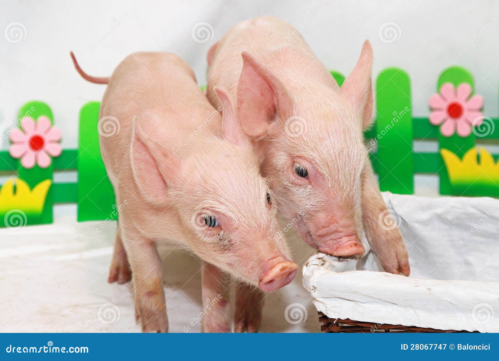 Two piglets stock image. Image of playing, mammal, pair - 28067747