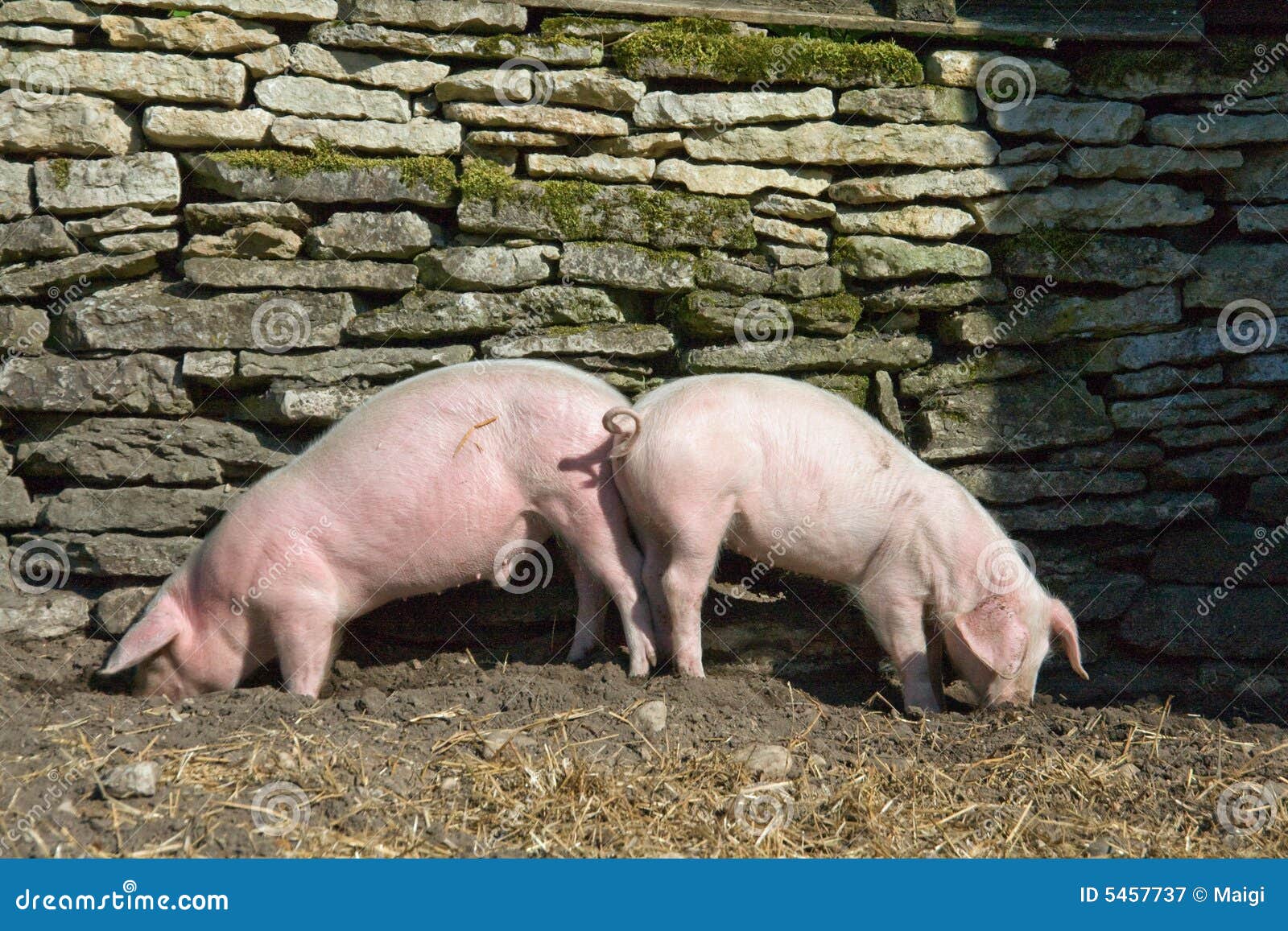 Two piglets eating stock image. Image of agriculture, omnivorous - 5457737