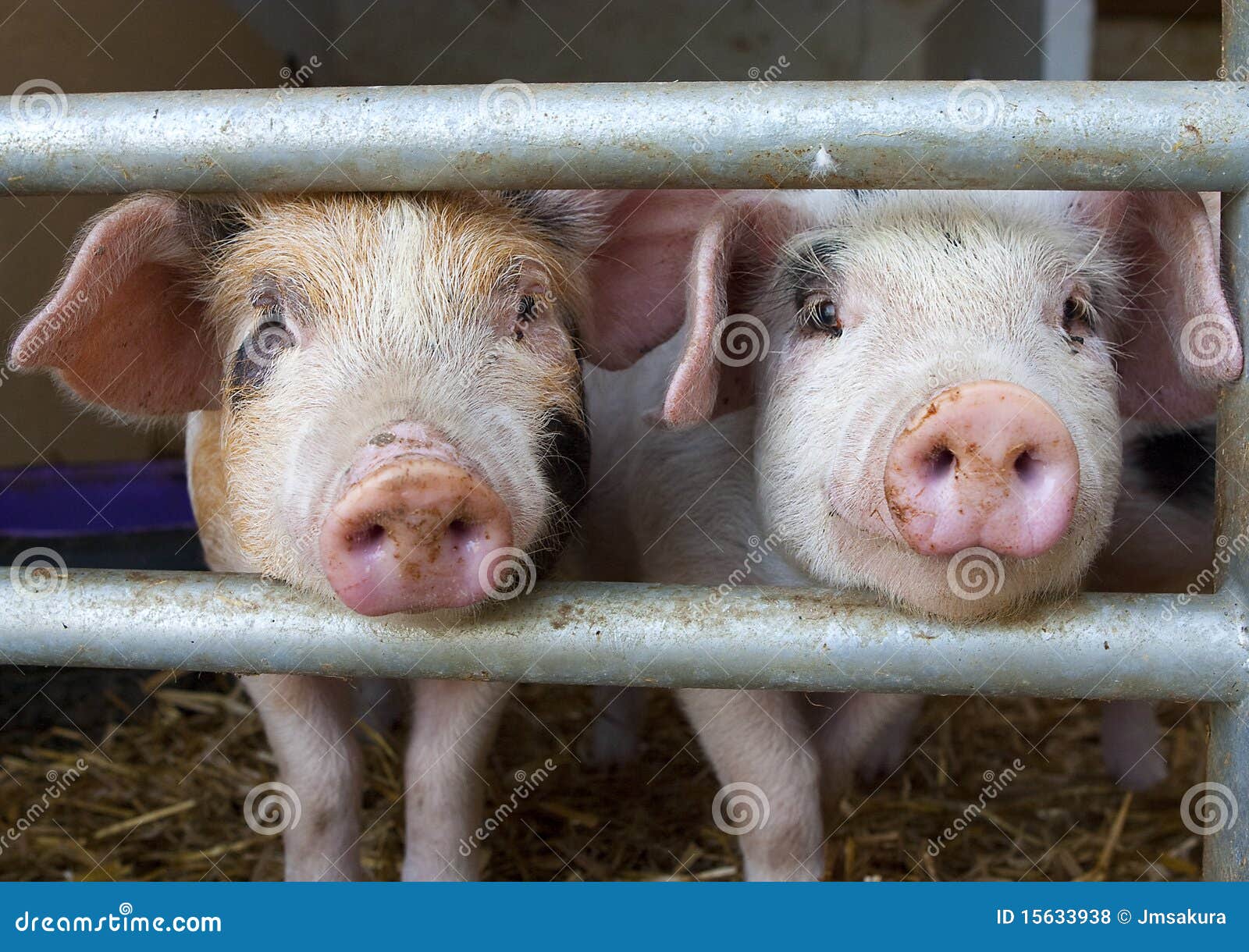 Two Piglets Peeking through Bars Stock Photo - Image of pork, animal ...