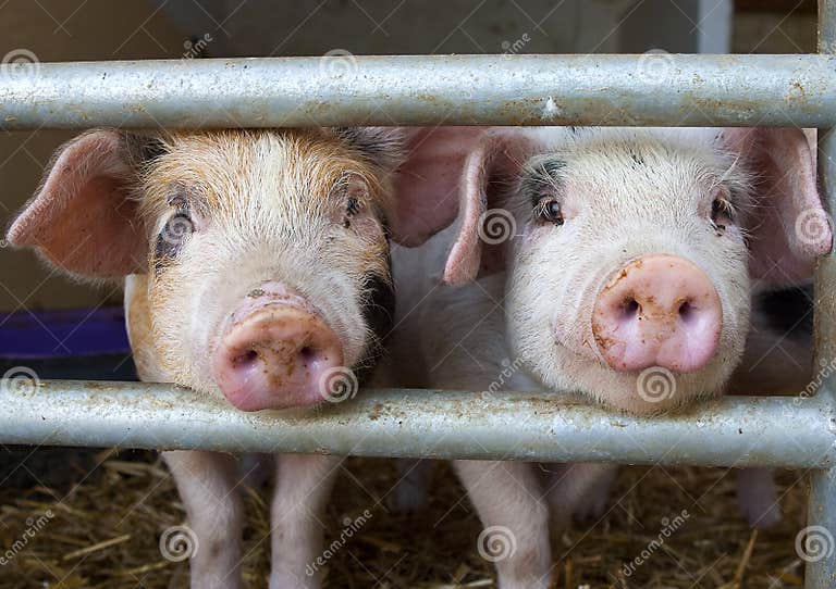 Two Piglets Peeking through Bars Stock Photo - Image of pork, animal ...