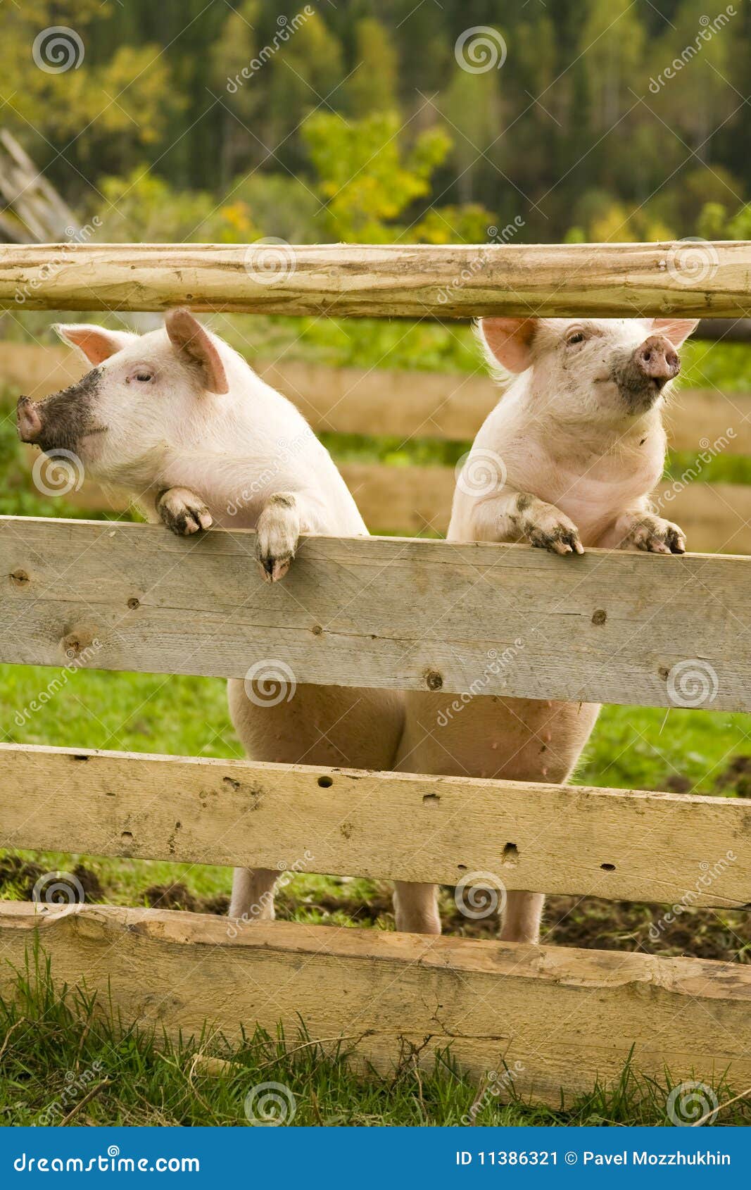 Two pigs stock image. Image of girlfriends, deducing - 11386321