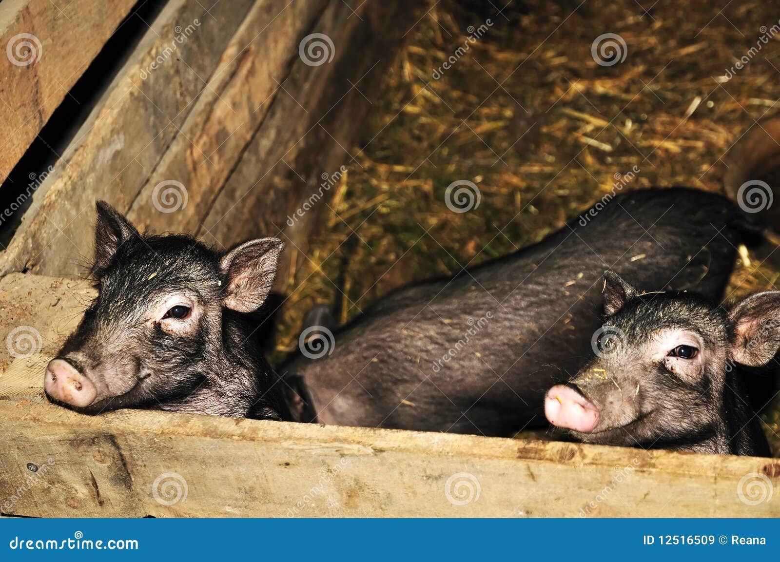 Two pigs stock image. Image of country, dirty, small - 12516509