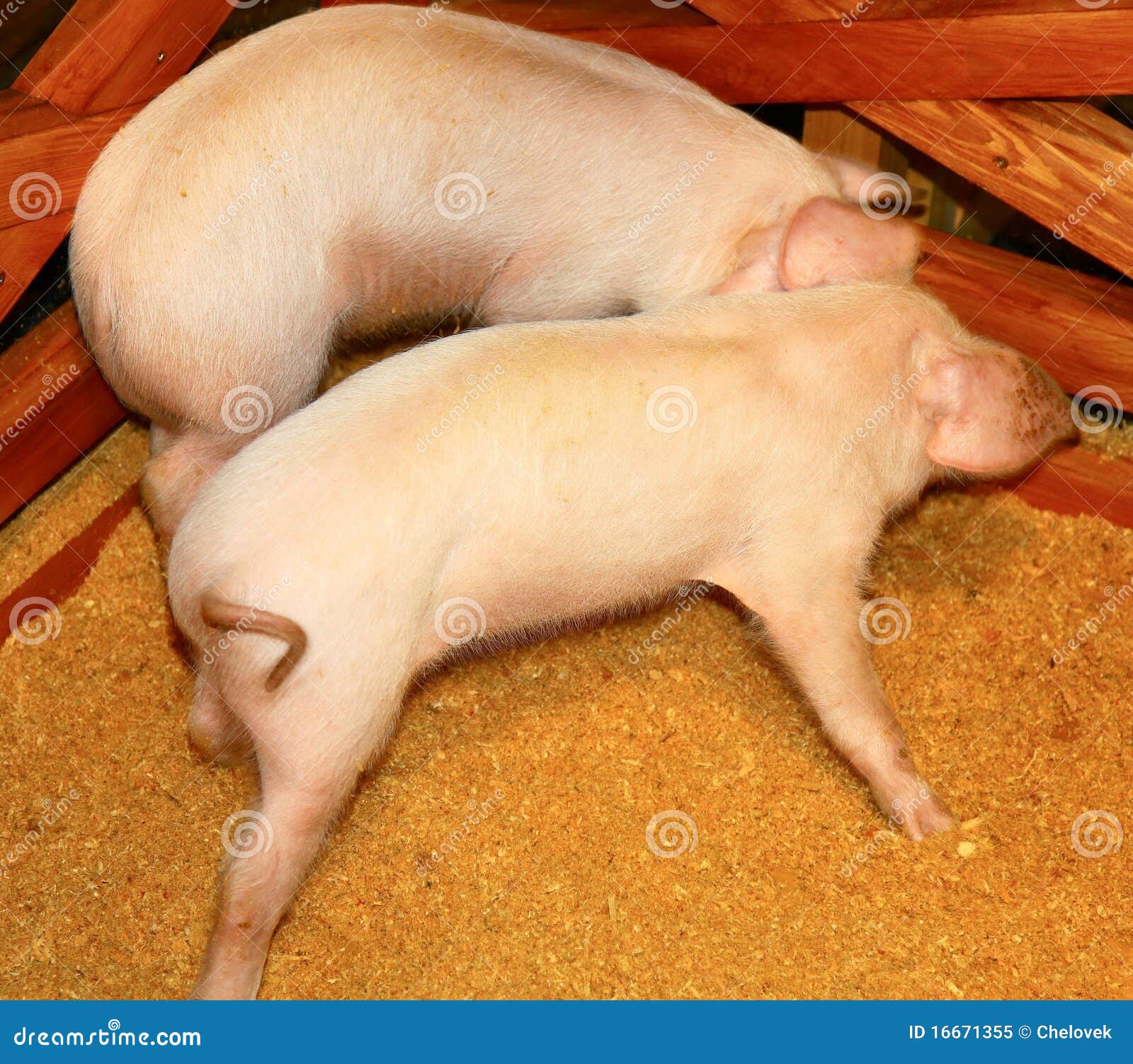 Two pigs stock image. Image of pigsty, close, active - 16671355