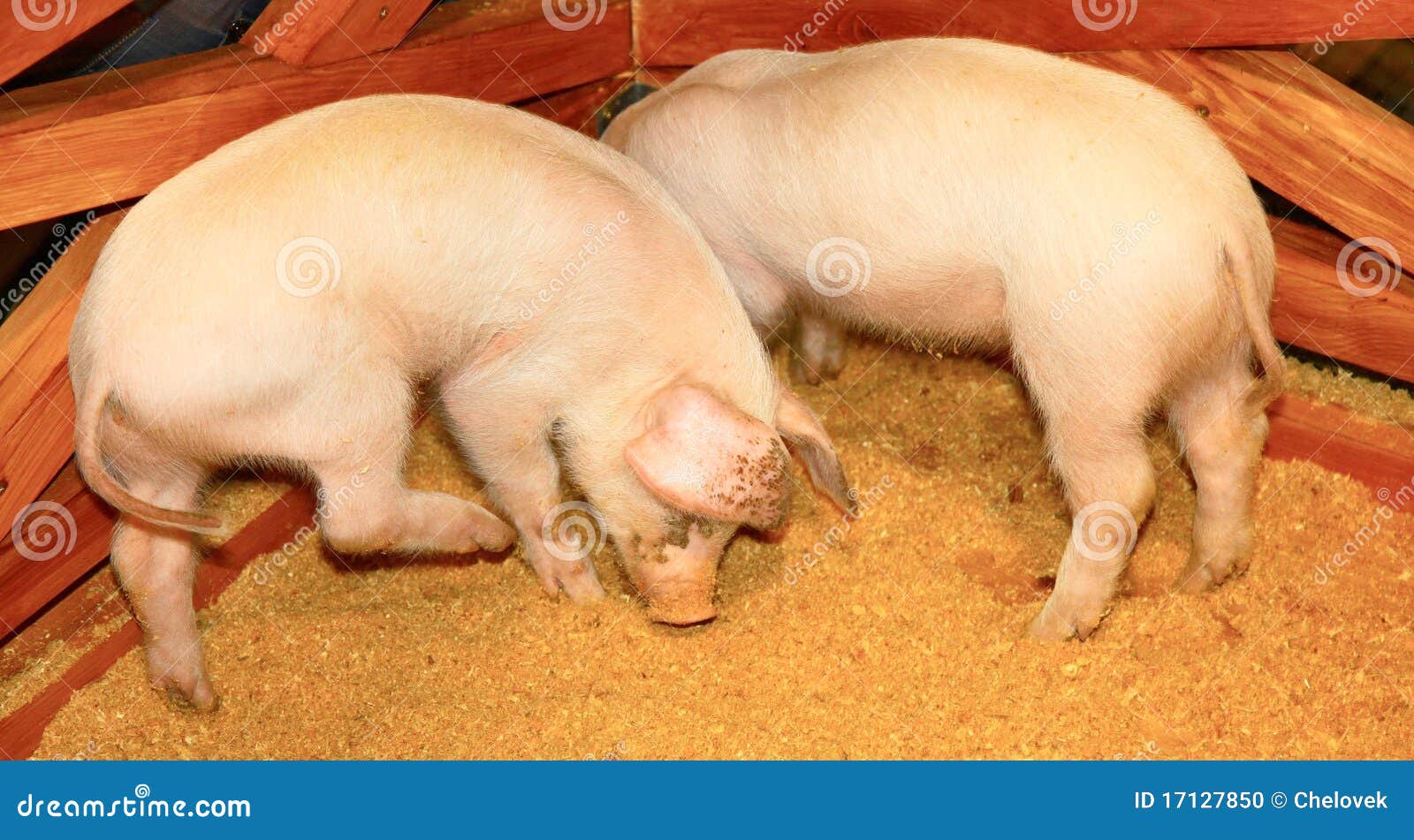 Two pigs stock photo. Image of side, clean, pork, playing - 17127850