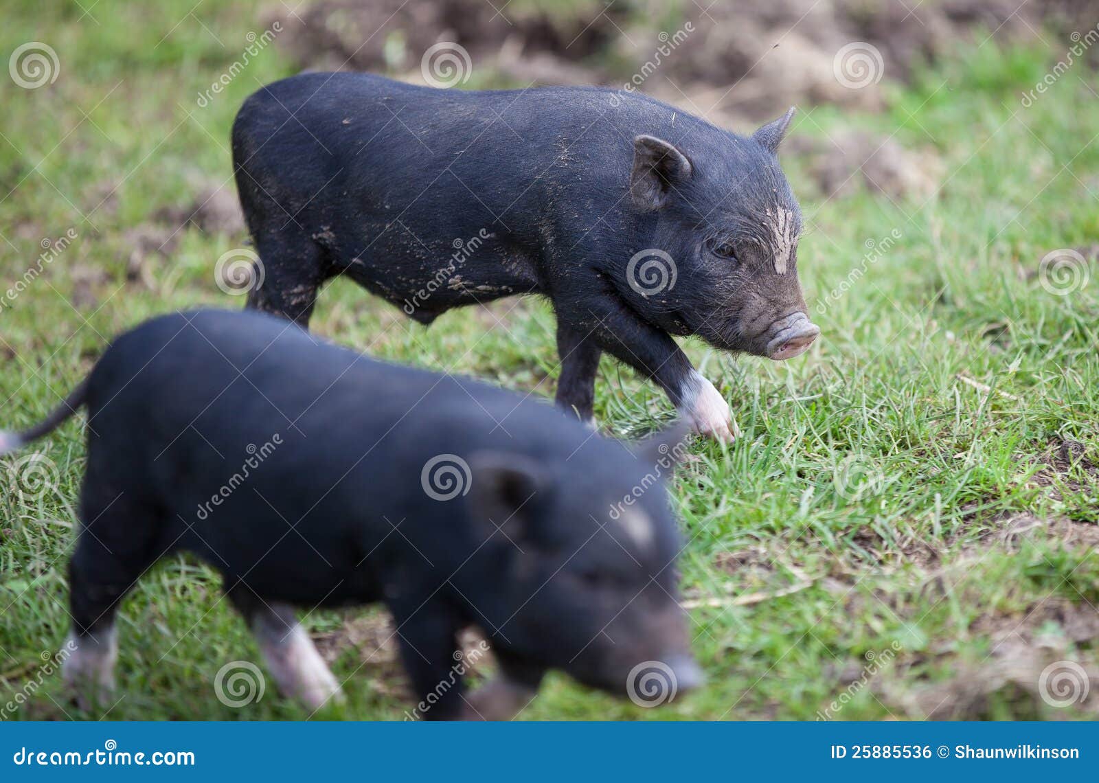 Two pigs stock photo. Image of young, domestic, baby - 25885536