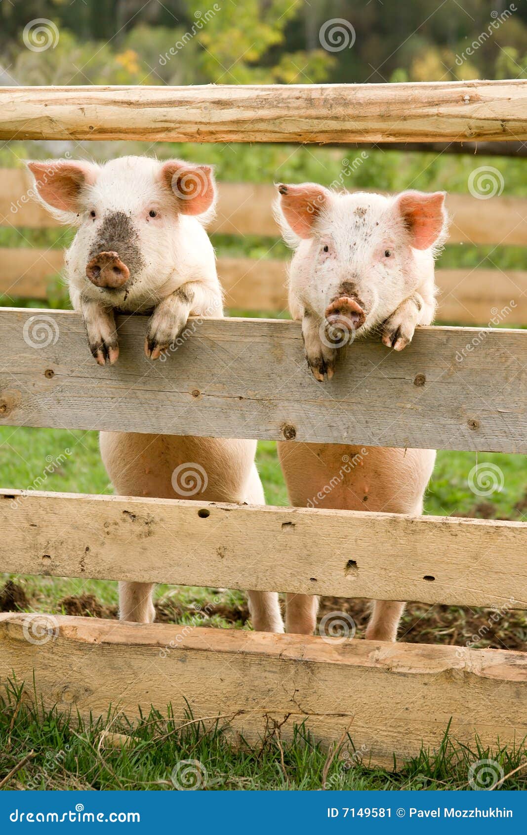 Two pigs stock image. Image of country, fence, couple - 7149581