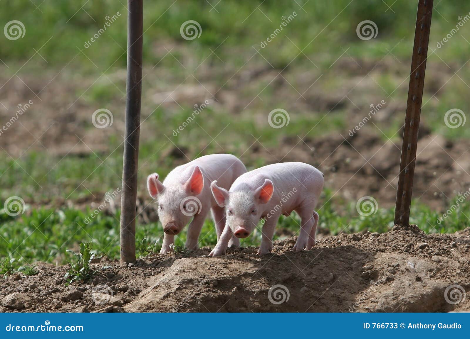 Two pigs stock image. Image of piglet, pair, agriculture - 766733