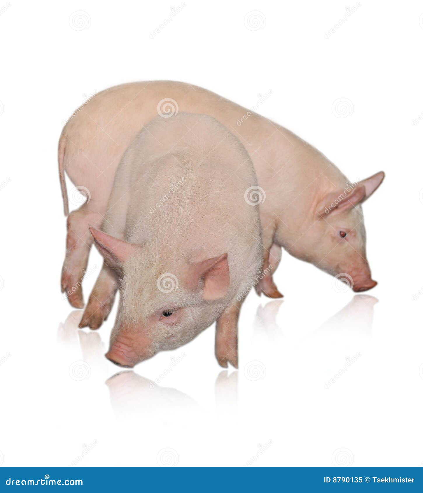Two pigs stock image. Image of animals, agriculture, farm - 8790135