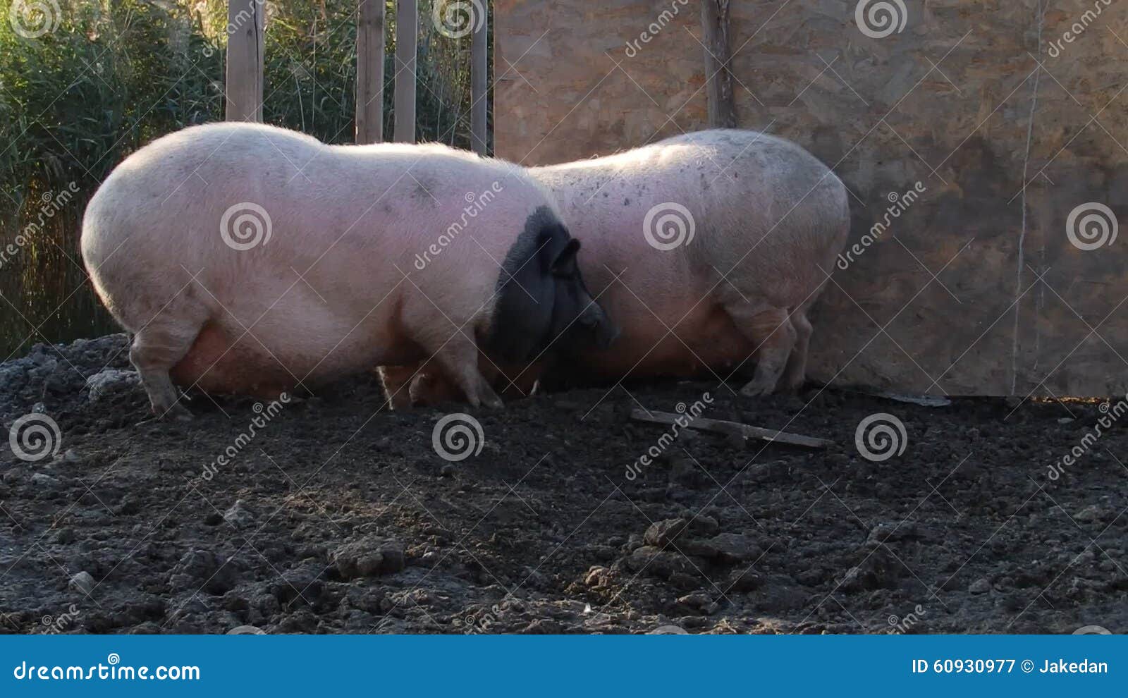 Two pigs arguing stock video. Video of domestic, animal - 60930977
