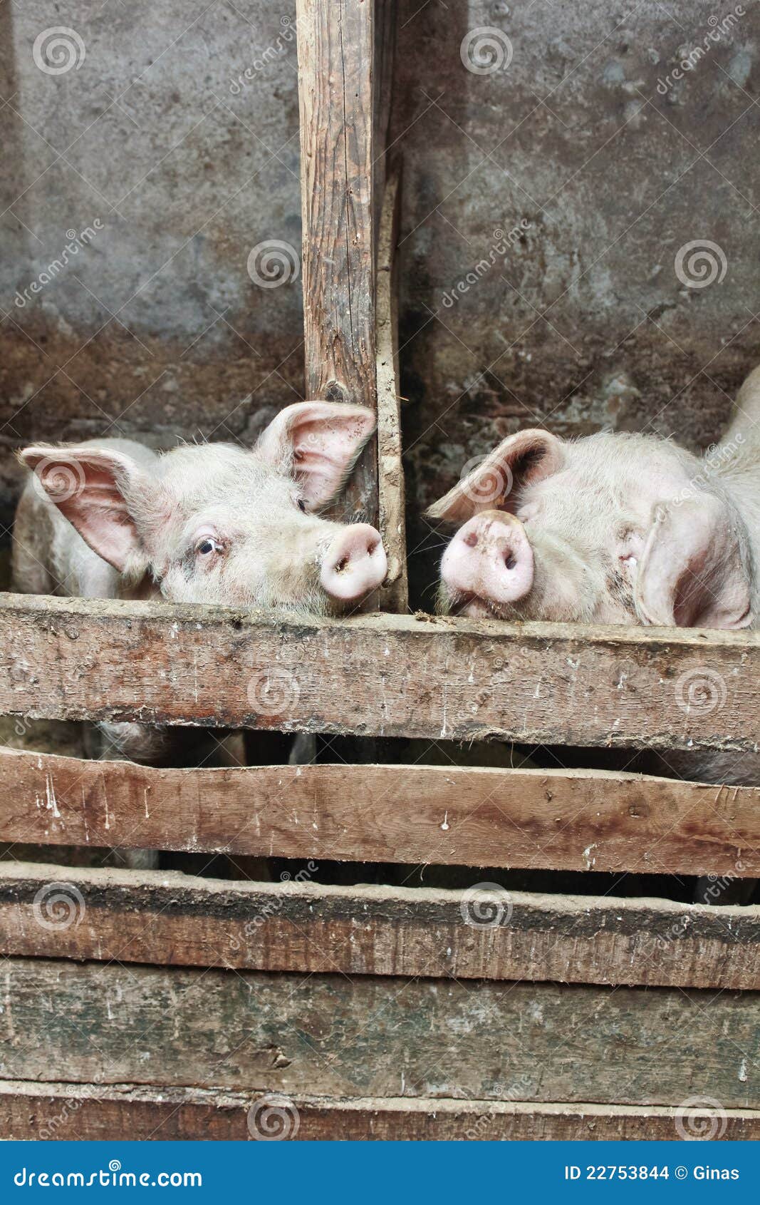 Two pigs in a barn stock photo. Image of togetherness - 22753844