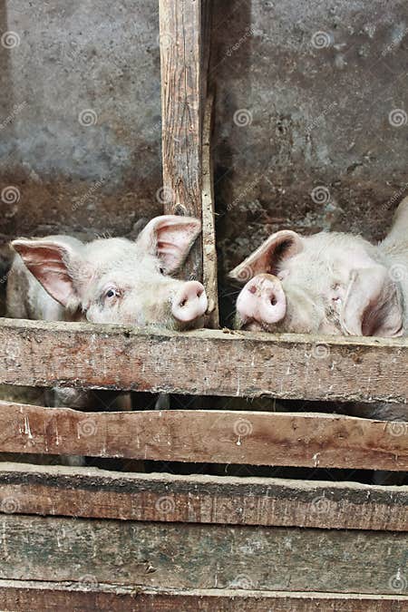 Two pigs in a barn stock photo. Image of togetherness - 22753844