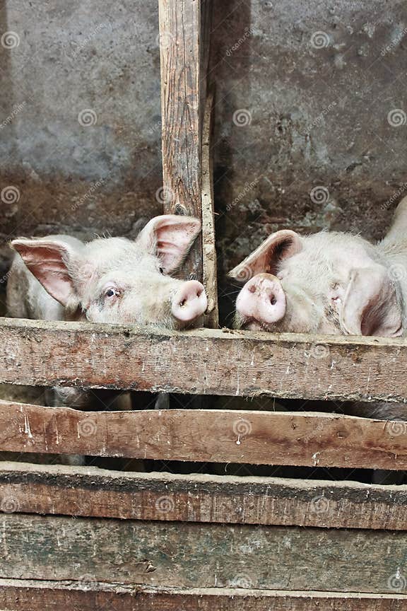 Two pigs in a barn stock photo. Image of togetherness - 22753844