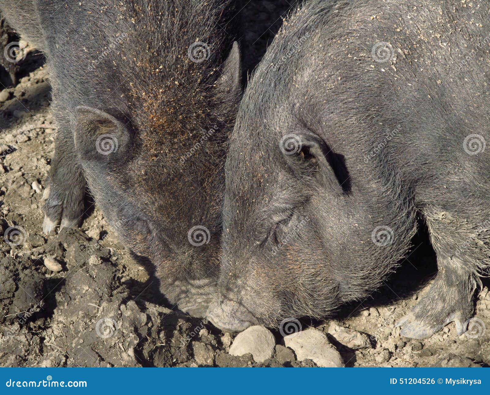 Two pigs stock photo. Image of life, adorable, nice, cute - 51204526
