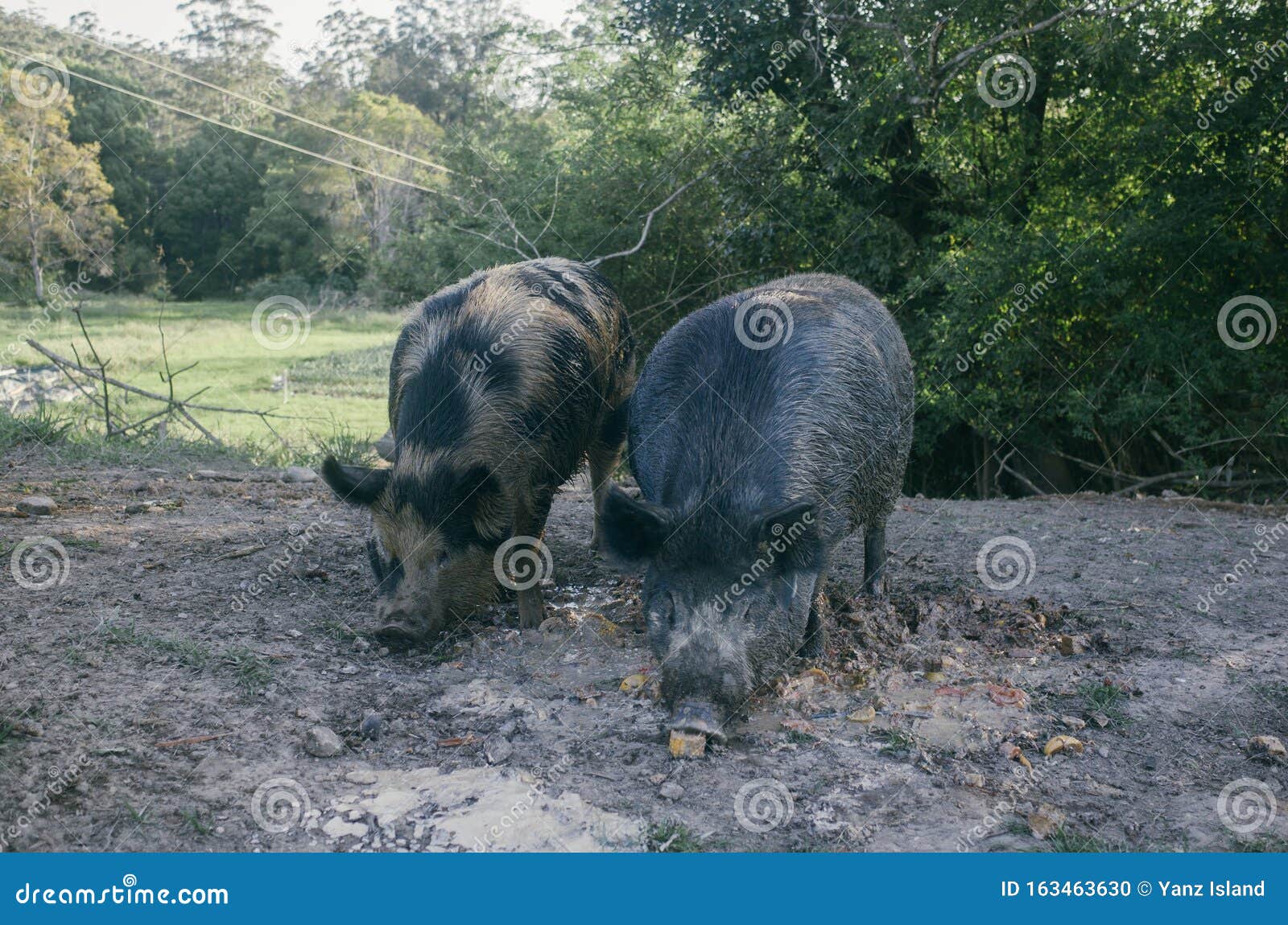 Pigs eating in the farm stock photo. Image of gazery - 163463630