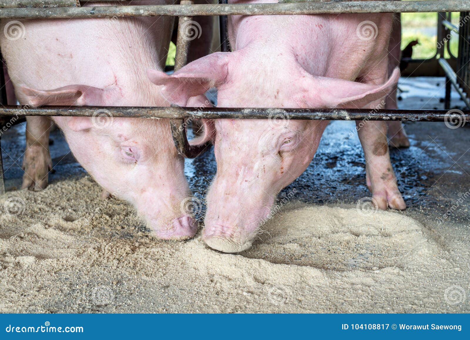 Pigs at the farm stock image. Image of husbandry, piglet - 104108817