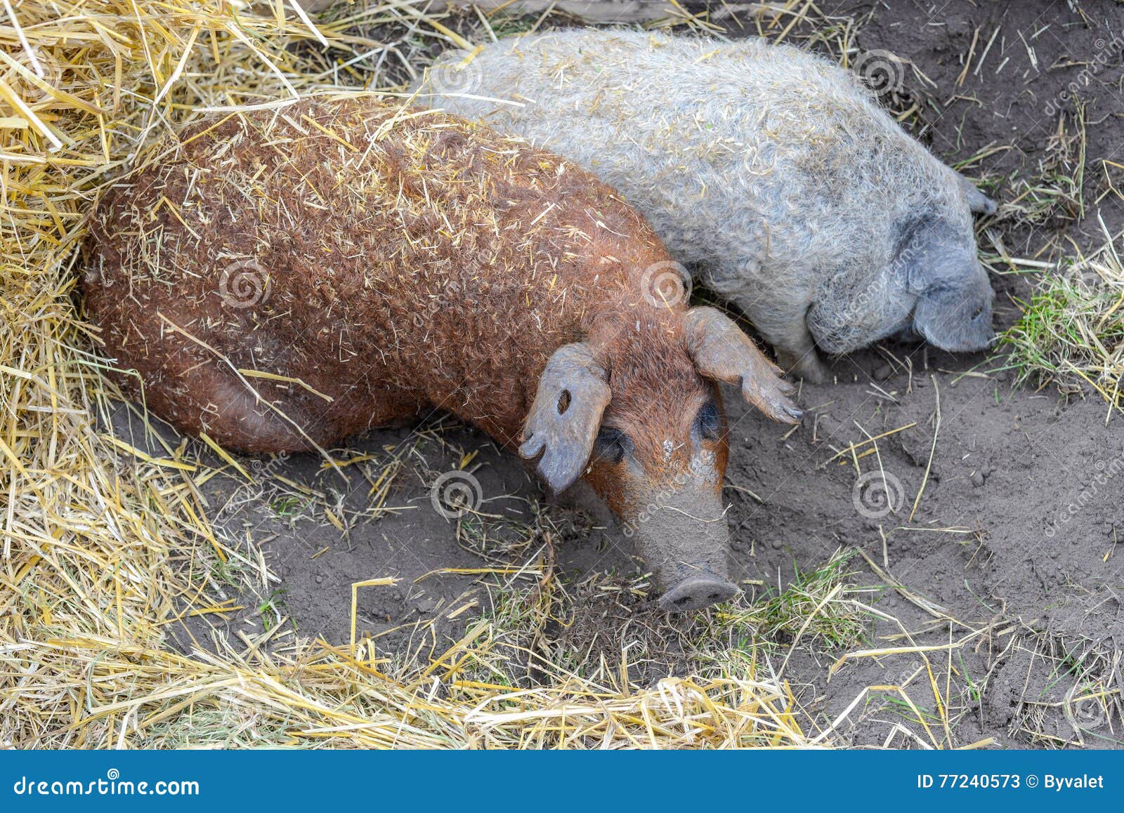 Two Pigs in the Ground and Hay Stock Image - Image of friends, rural ...