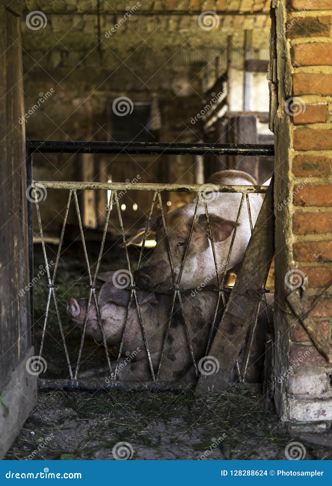 Two Pigs Locked in a Pighouse Stock Photo - Image of homestead, barn ...