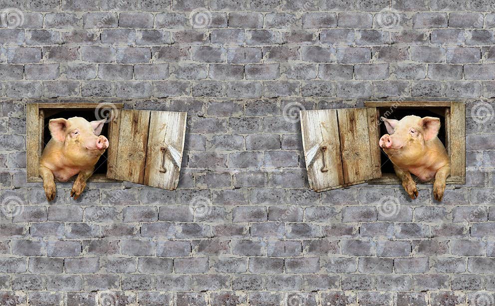 Two Pigs Look at Each Other from Windows of Shed Stock Image - Image of ...